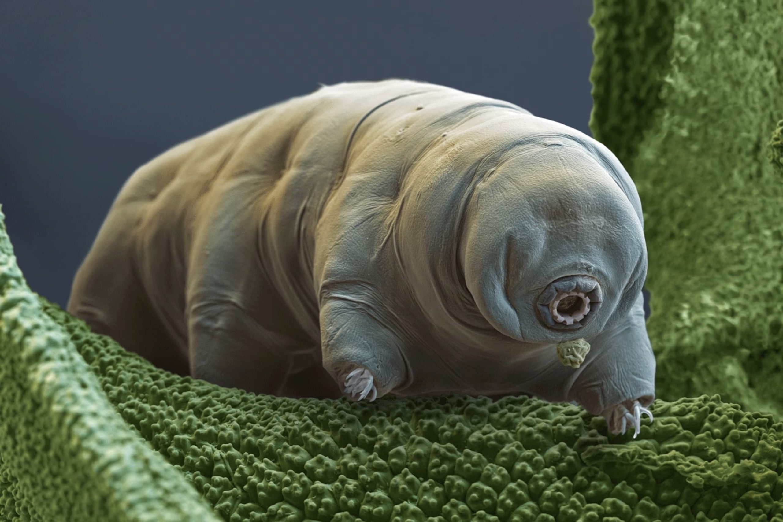 10 Animals That Refuse To Die Like Normal Creatures - Rileyh